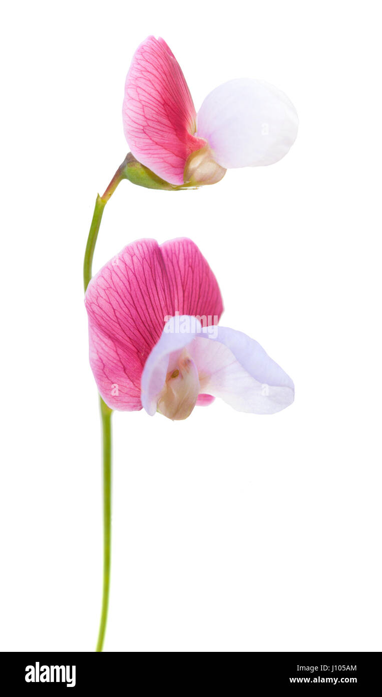 Lathyrus clymenum, also called Spanish vetchling, two-toned flowers ...