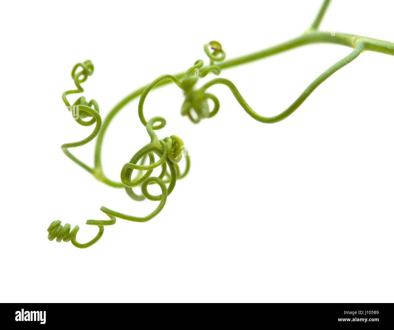 Tendrils hi-res stock photography and images - Alamy