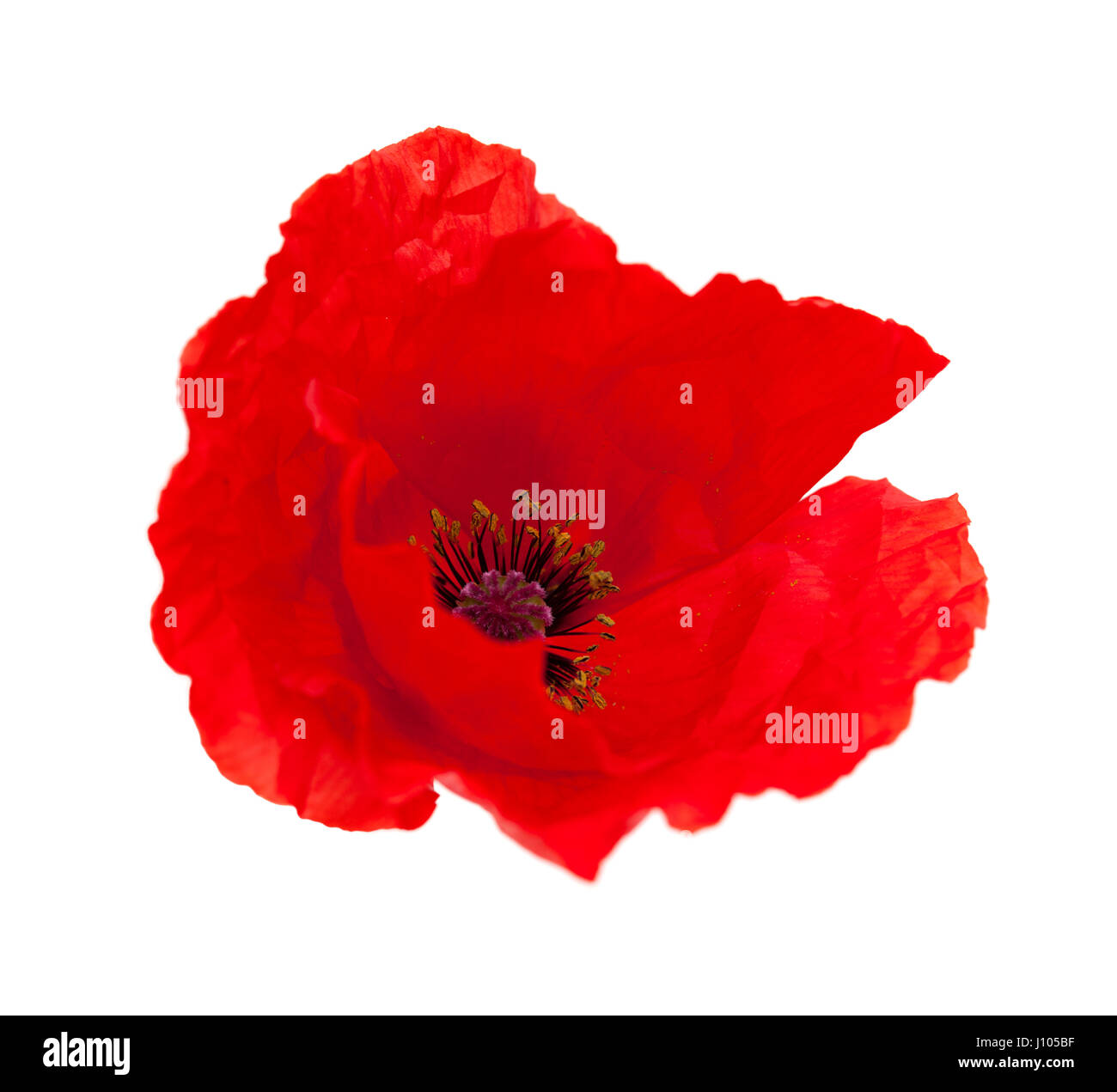 bright red poppy flower isolated on white background Stock Photo - Alamy