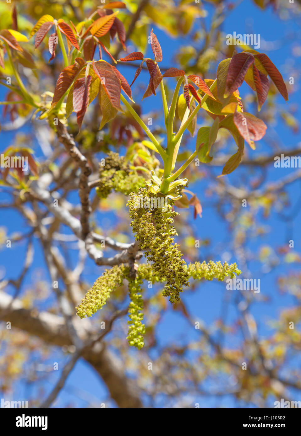 flowering walnut tree natural floral background Stock Photo - Alamy