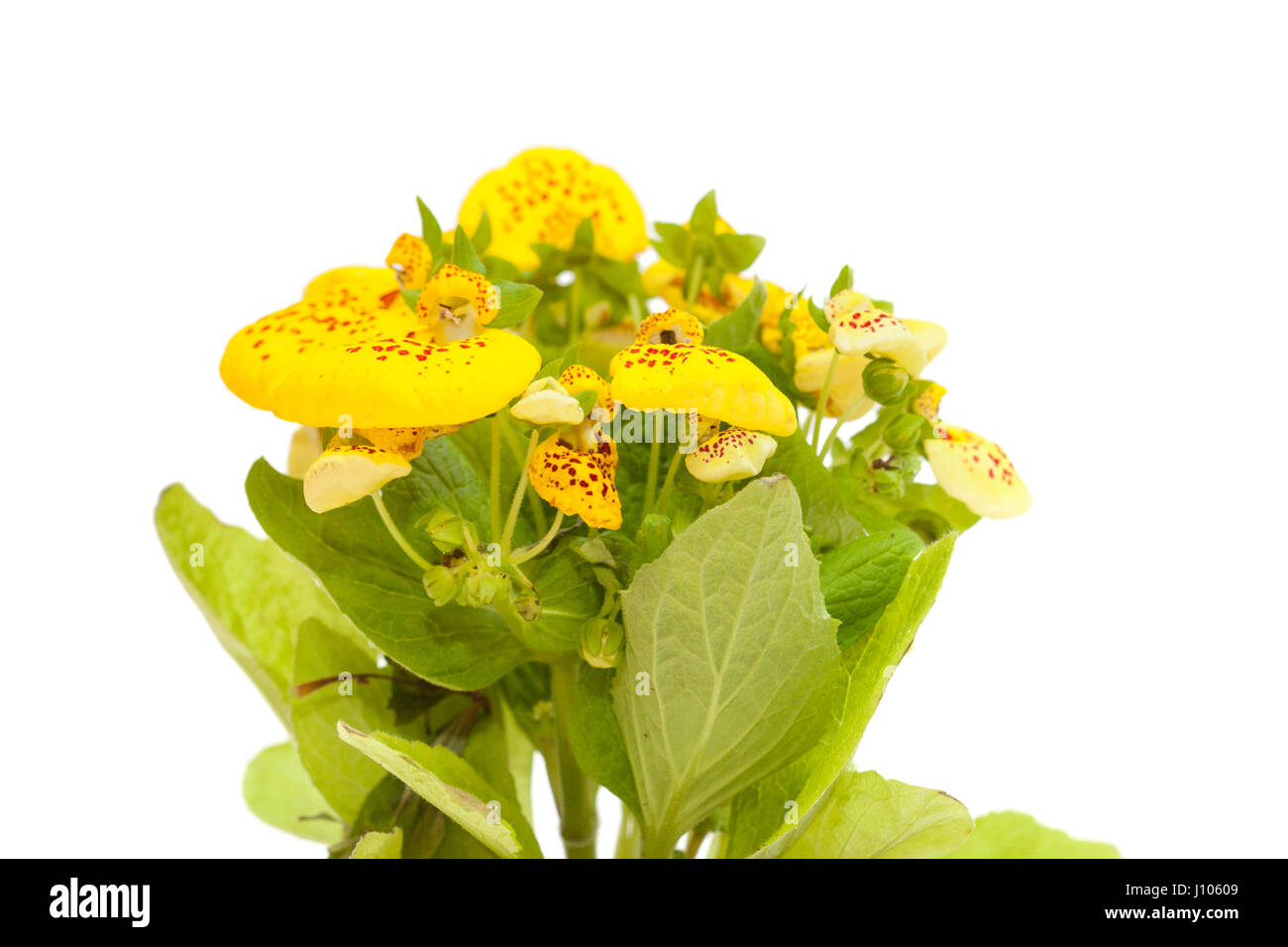 yellow Calceolaria plant isolated on white background Stock Photo - Alamy