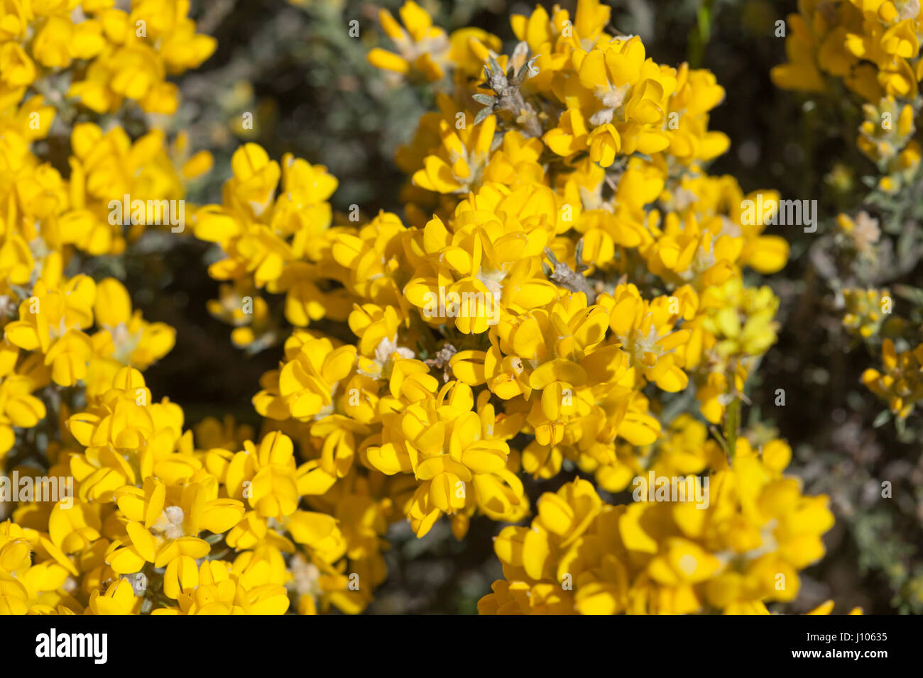 flora of Gran Canaria - Genista microphylla, locally called yellow ...