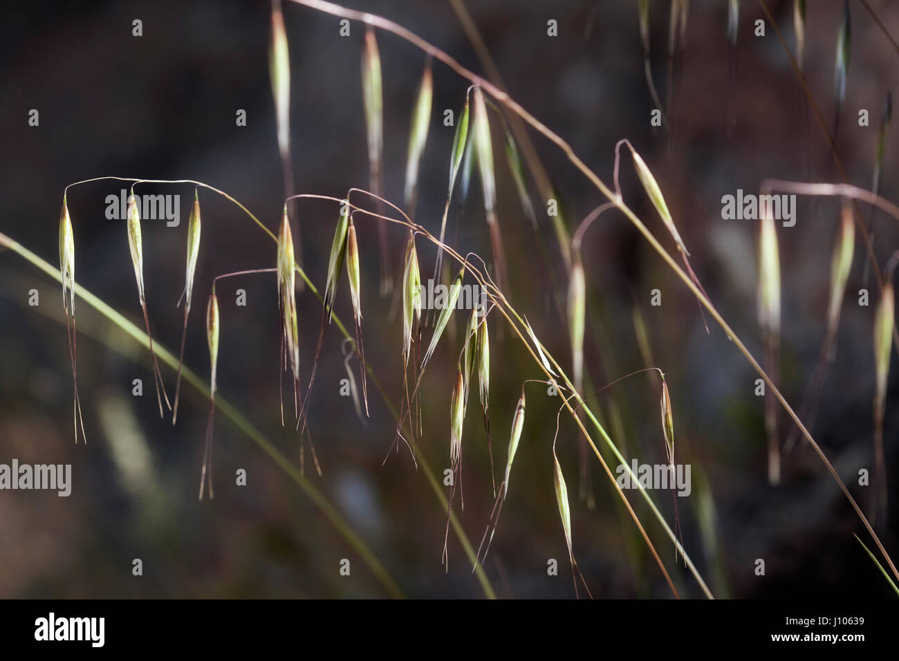 Open Aperture High Resolution Stock Photography and Images - Alamy