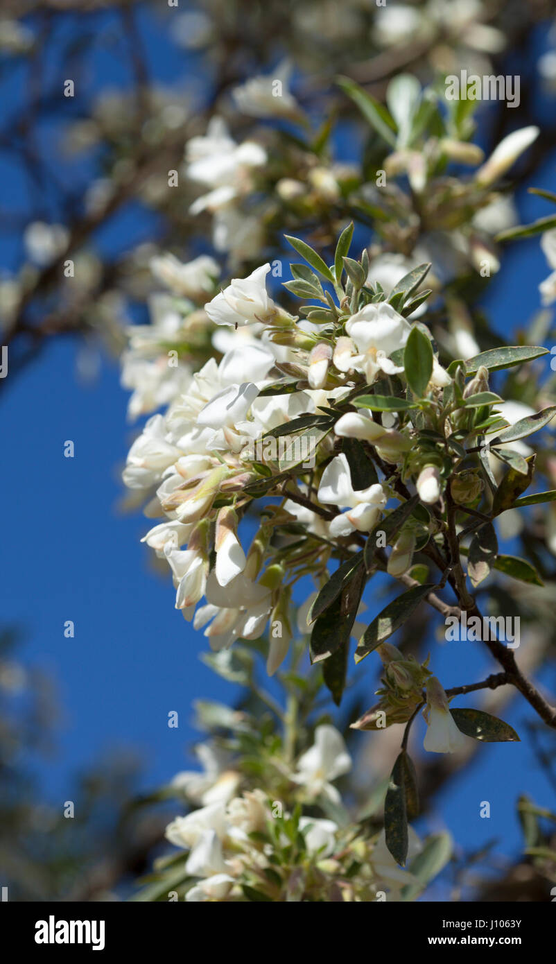 flora of Gran Canaria - Cytisus proliferus, tree lucerne Stock Photo ...