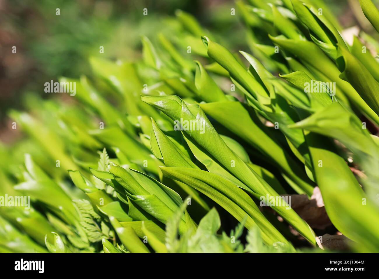 fresh spring leaves on a tree Stock Photo - Alamy