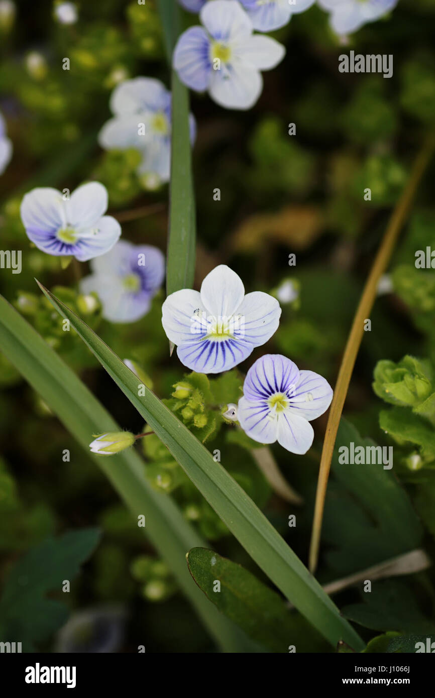 wild spring flower in a field Stock Photo - Alamy