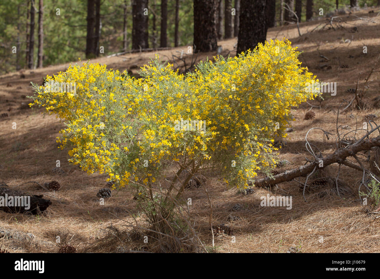 flora of Gran Canaria - Genista microphylla, locally called yellow ...