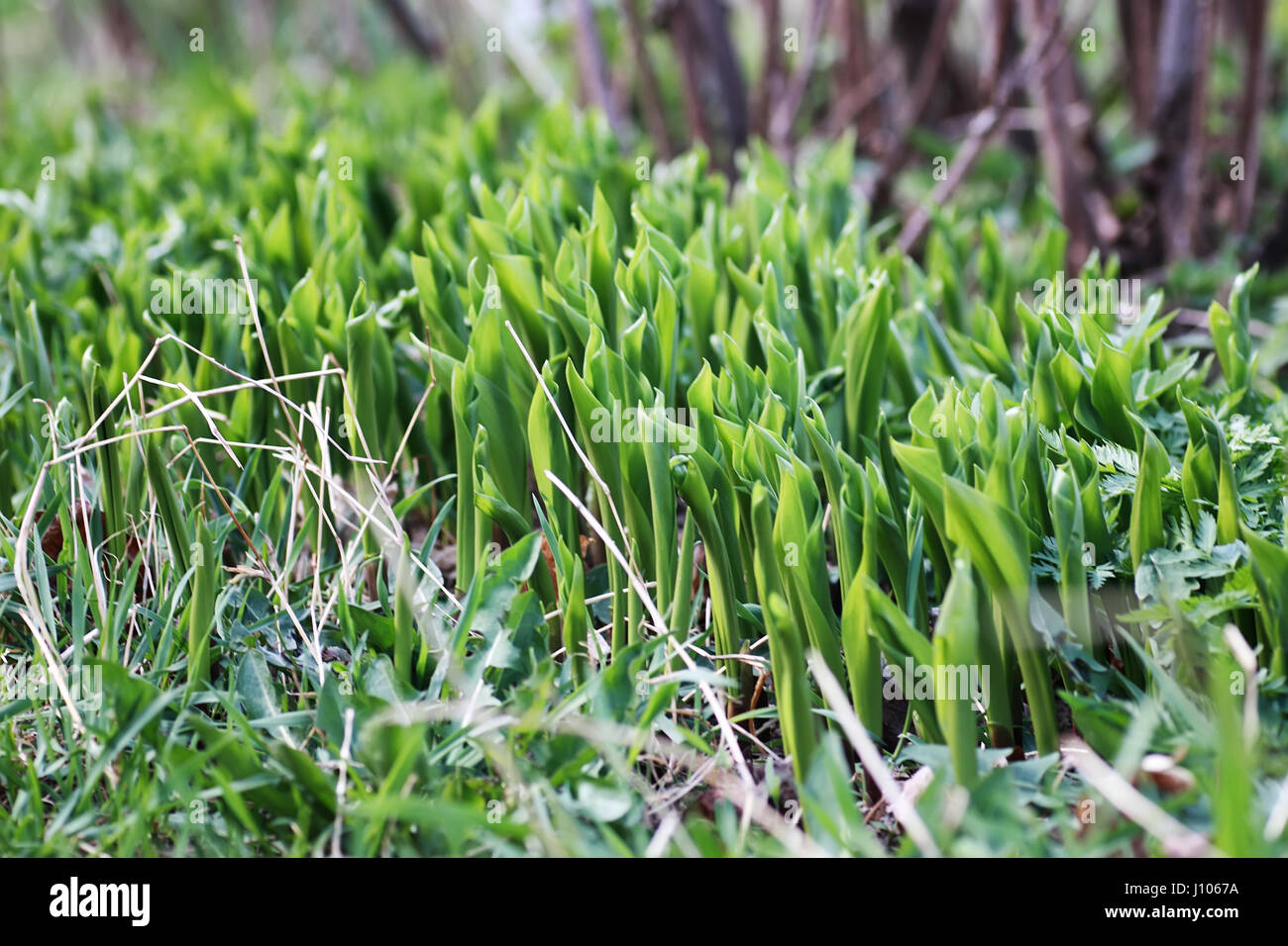 wild spring flower in a field Stock Photo - Alamy