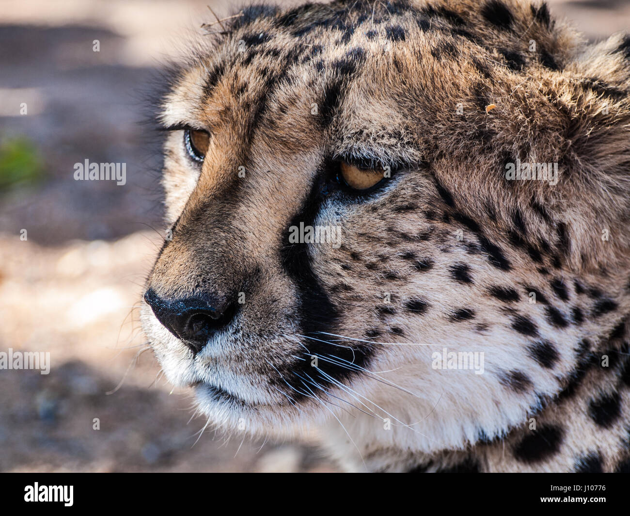 Otjitotongwe hi-res stock photography and images - Alamy