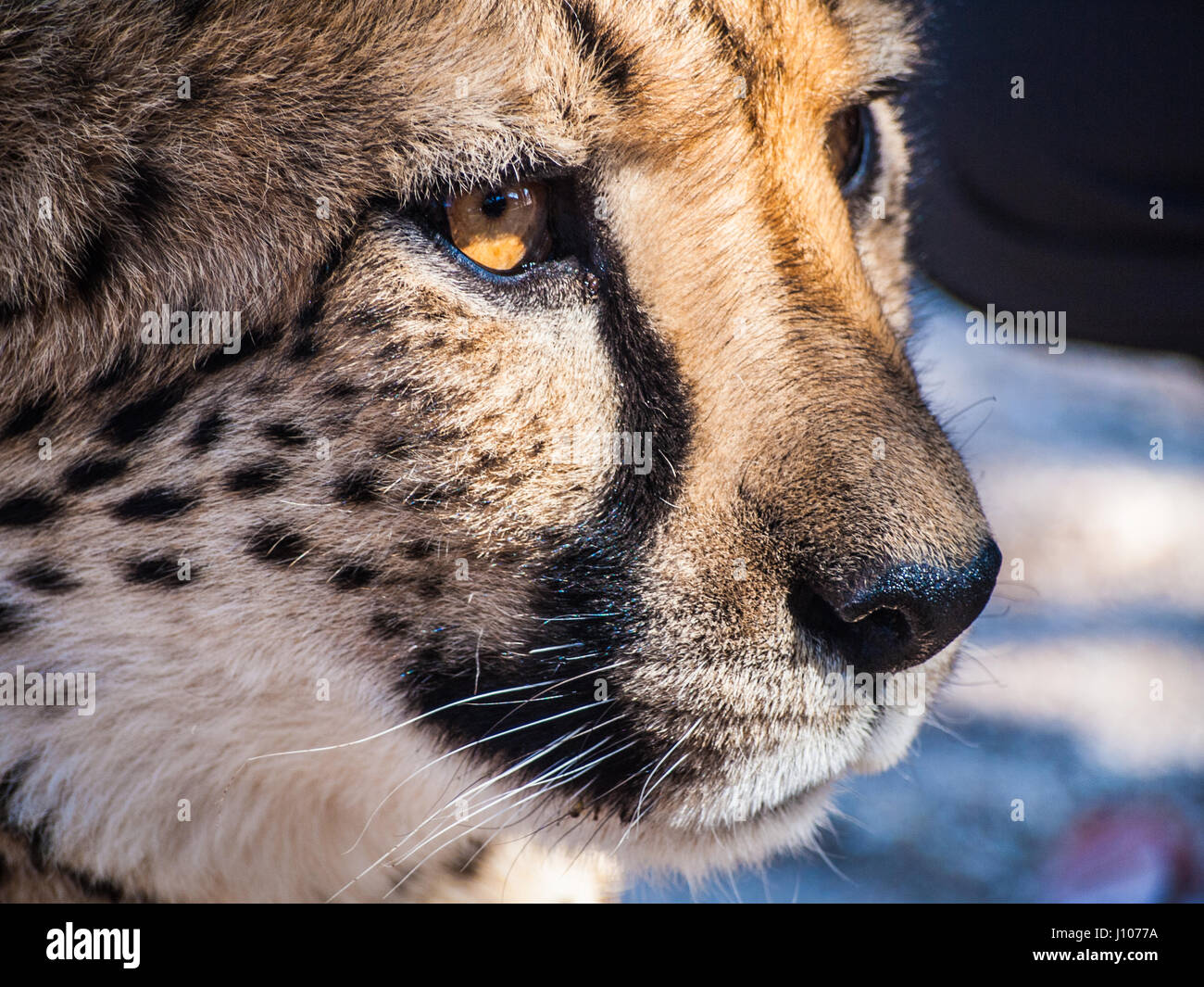 Otjitotongwe hi-res stock photography and images - Alamy