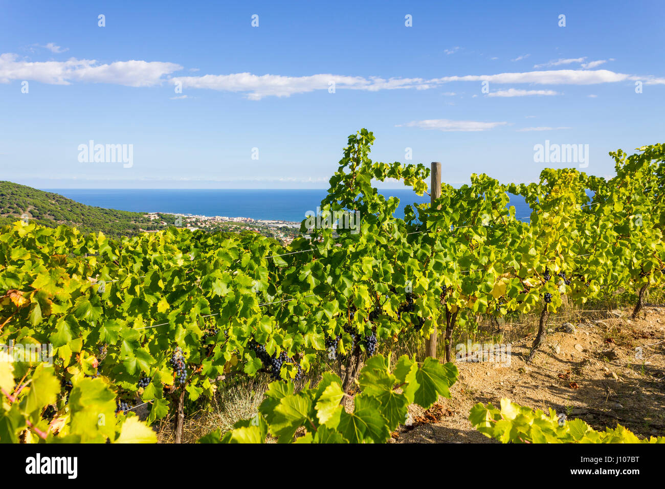 Alella hi-res stock photography and images - Alamy