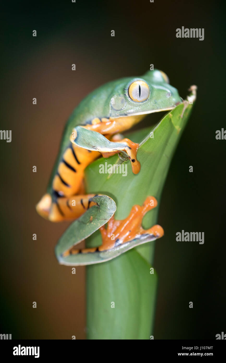 Striped Tiger Frog Stock Photo - Alamy