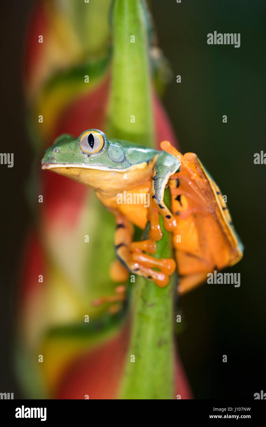 Striped Tiger Frog Stock Photo - Alamy
