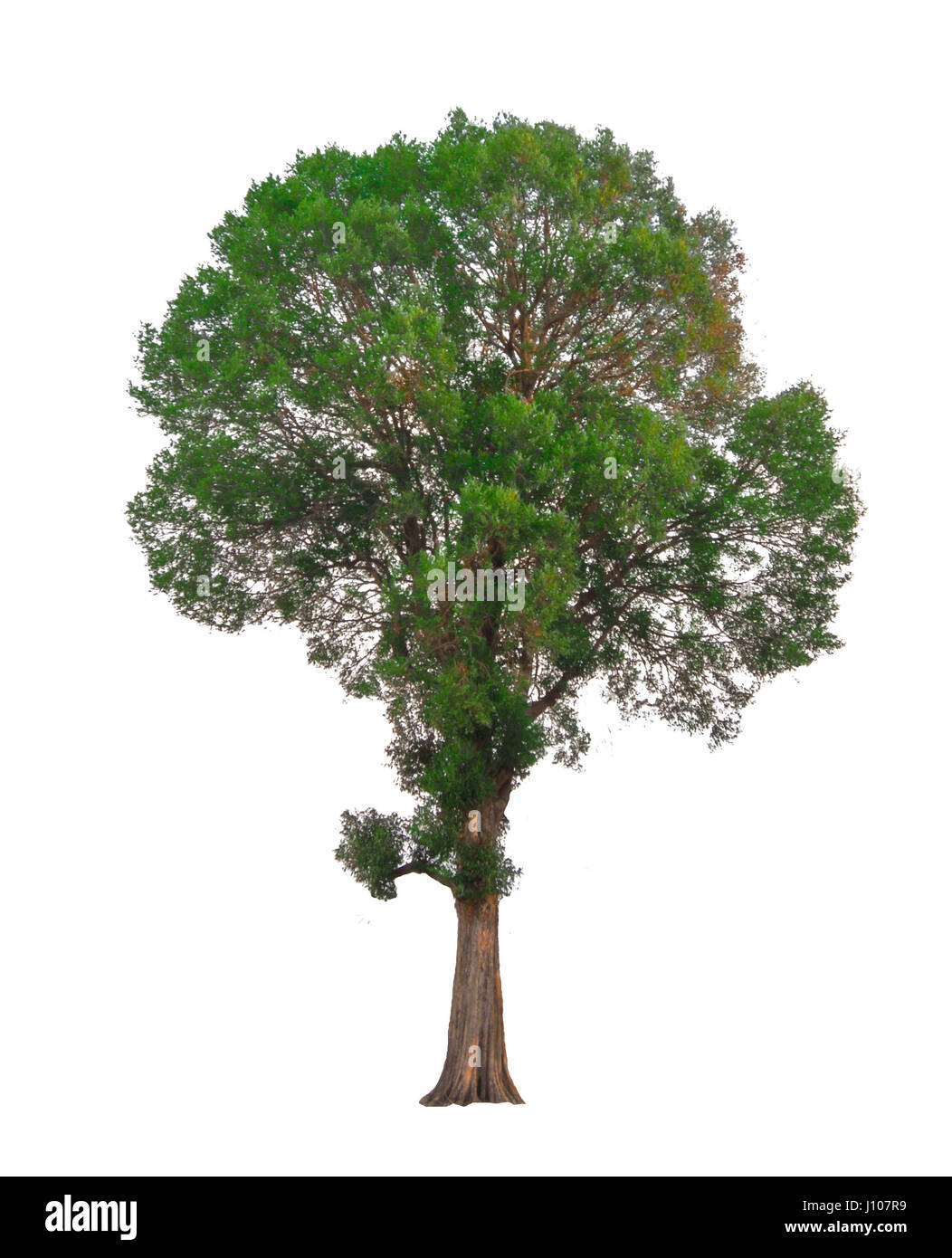 The tree branch isolated on white background Stock Photo - Alamy