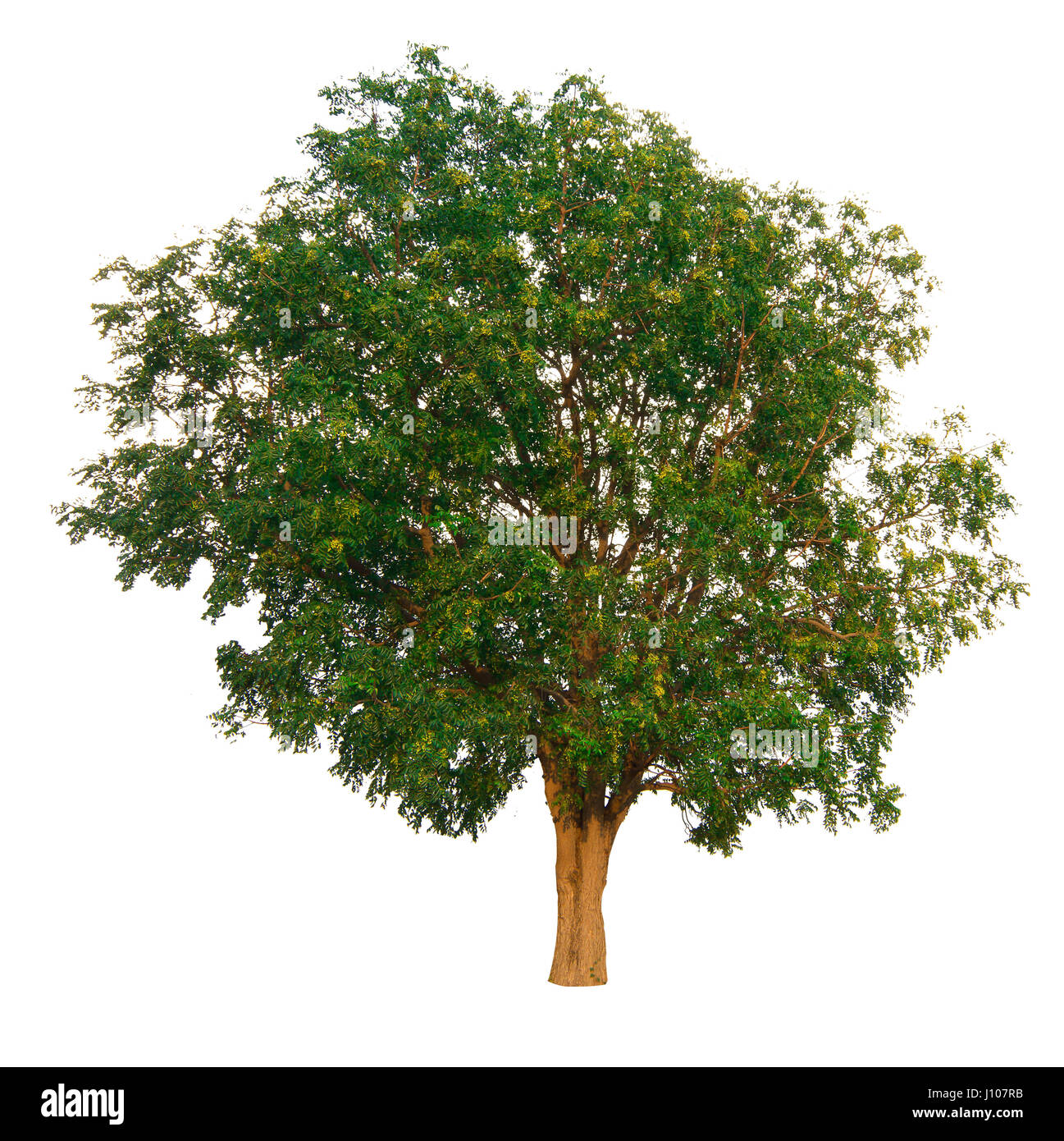 The tree branch isolated on white background Stock Photo - Alamy