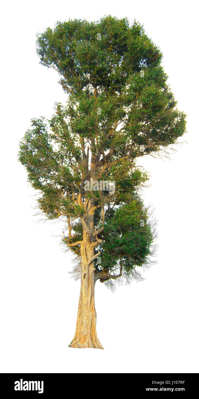 The tree branch isolated on white background Stock Photo - Alamy