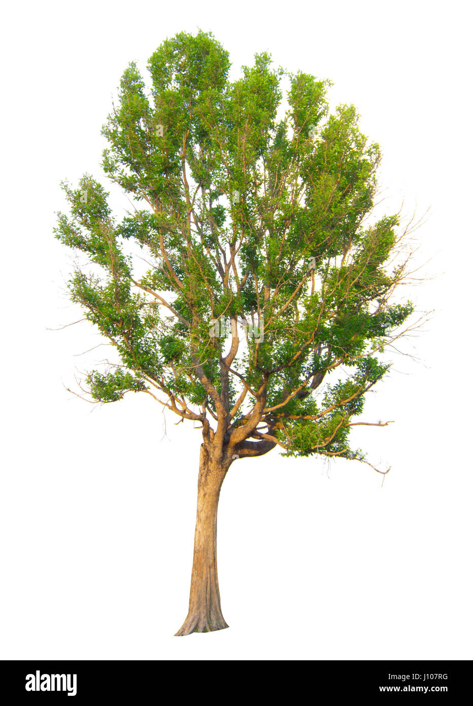 The tree branch isolated on white background Stock Photo - Alamy