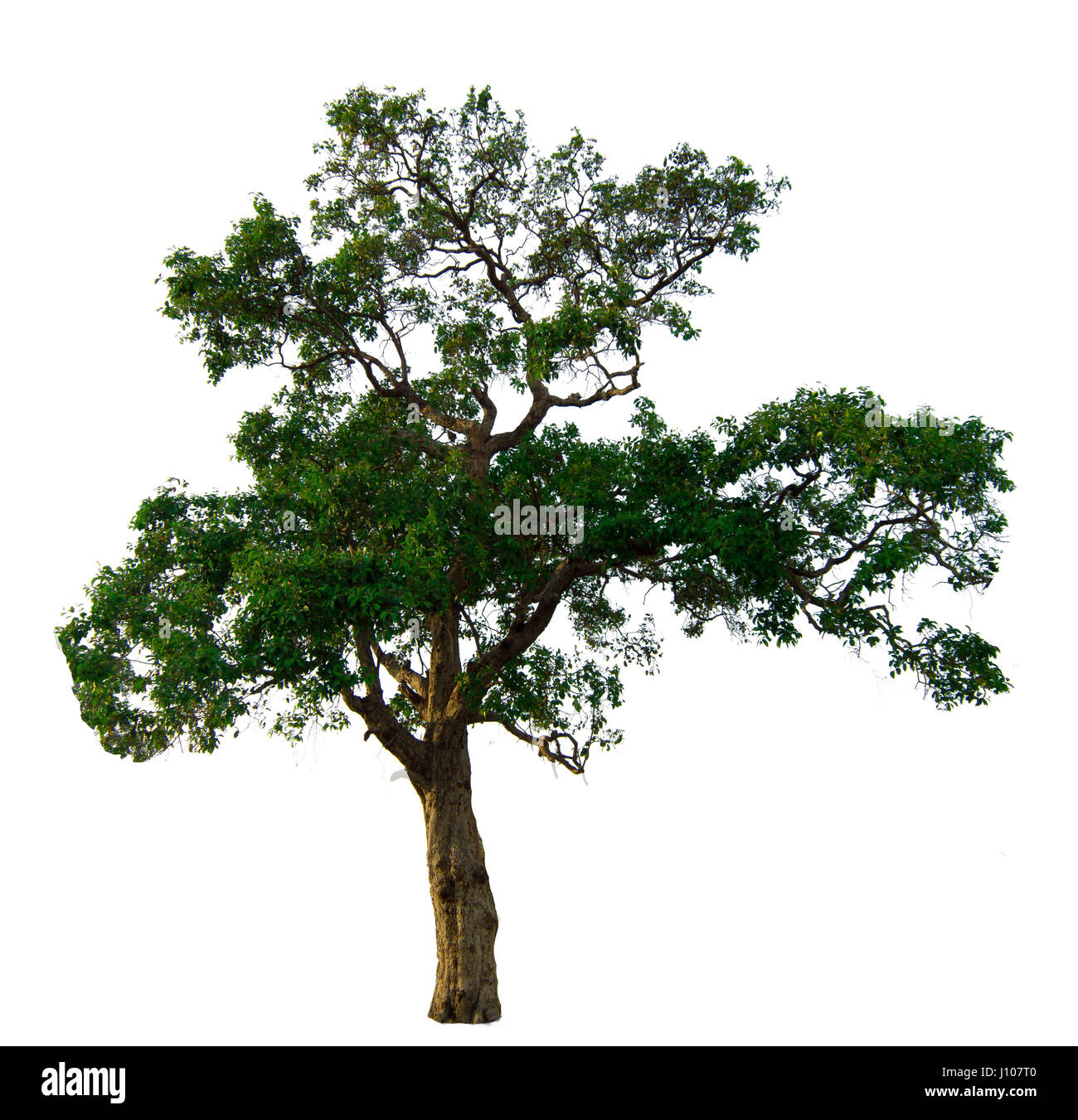 The tree branch isolated on white background Stock Photo - Alamy