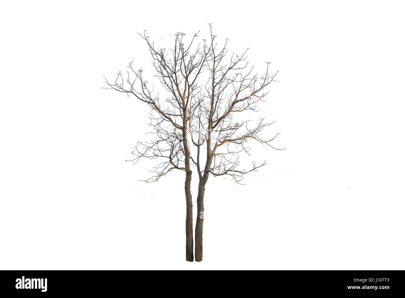 The tree branch isolated on white background Stock Photo - Alamy