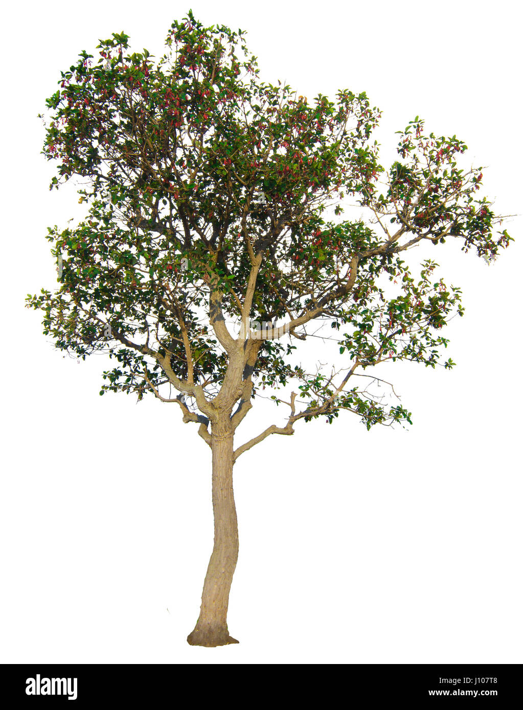 The tree branch isolated on white background Stock Photo - Alamy