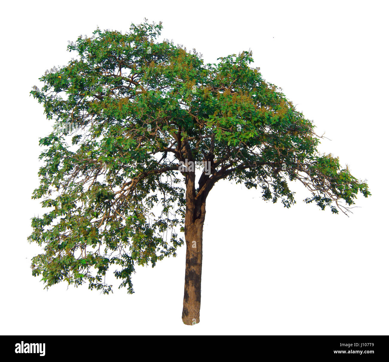 The tree branch isolated on white background Stock Photo - Alamy