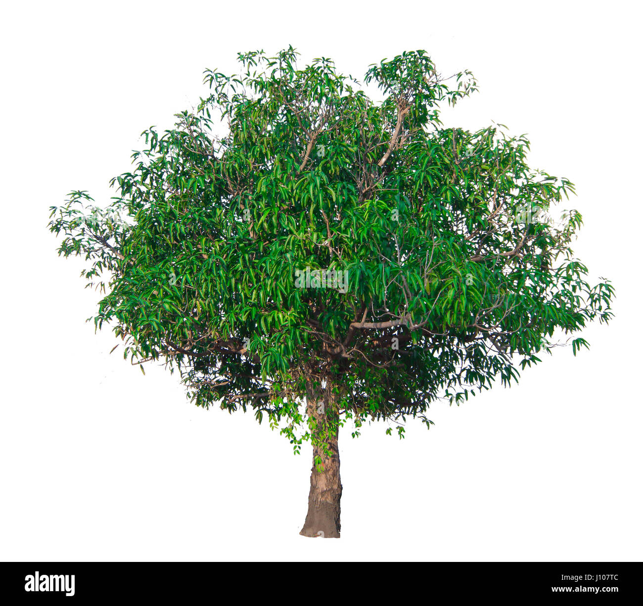 The tree branch isolated on white background Stock Photo - Alamy