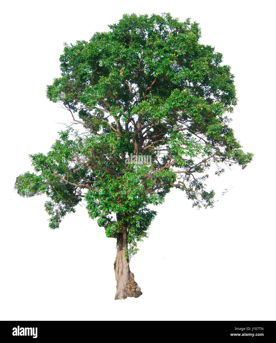 The tree branch isolated on white background Stock Photo - Alamy