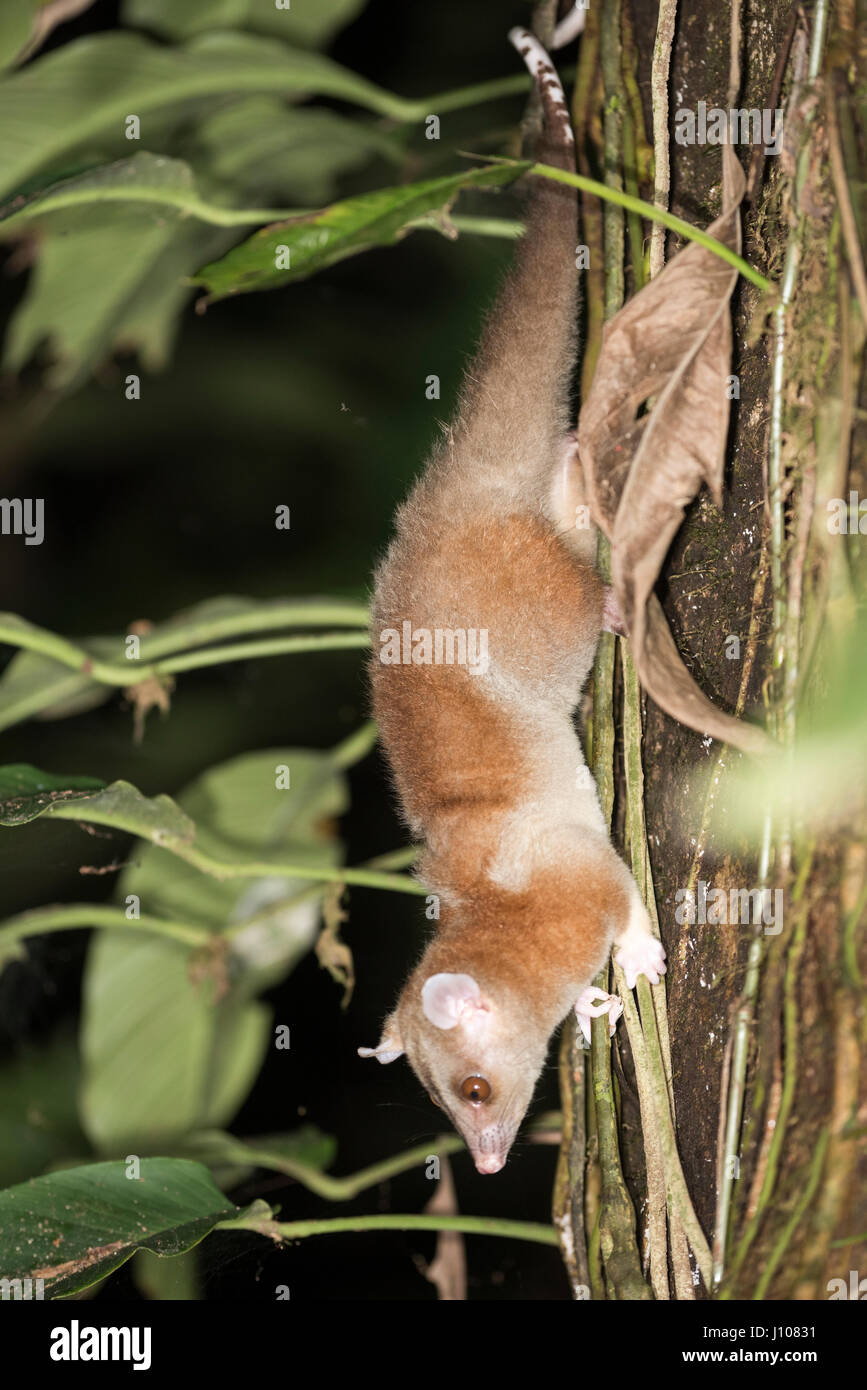 Caluromys derbianus hi-res stock photography and images - Alamy