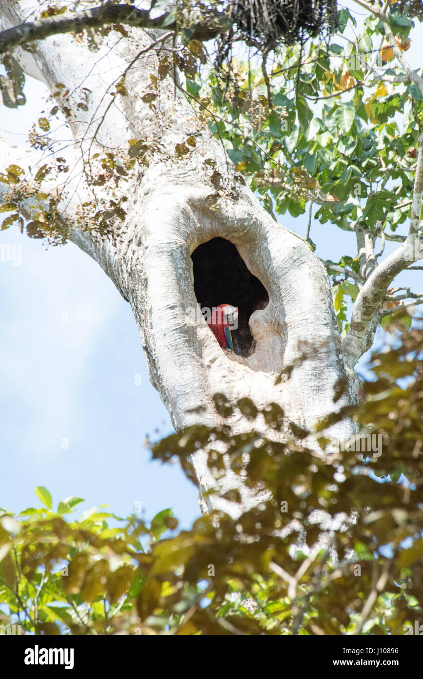 Scarlet macaw nest hi-res stock photography and images - Alamy