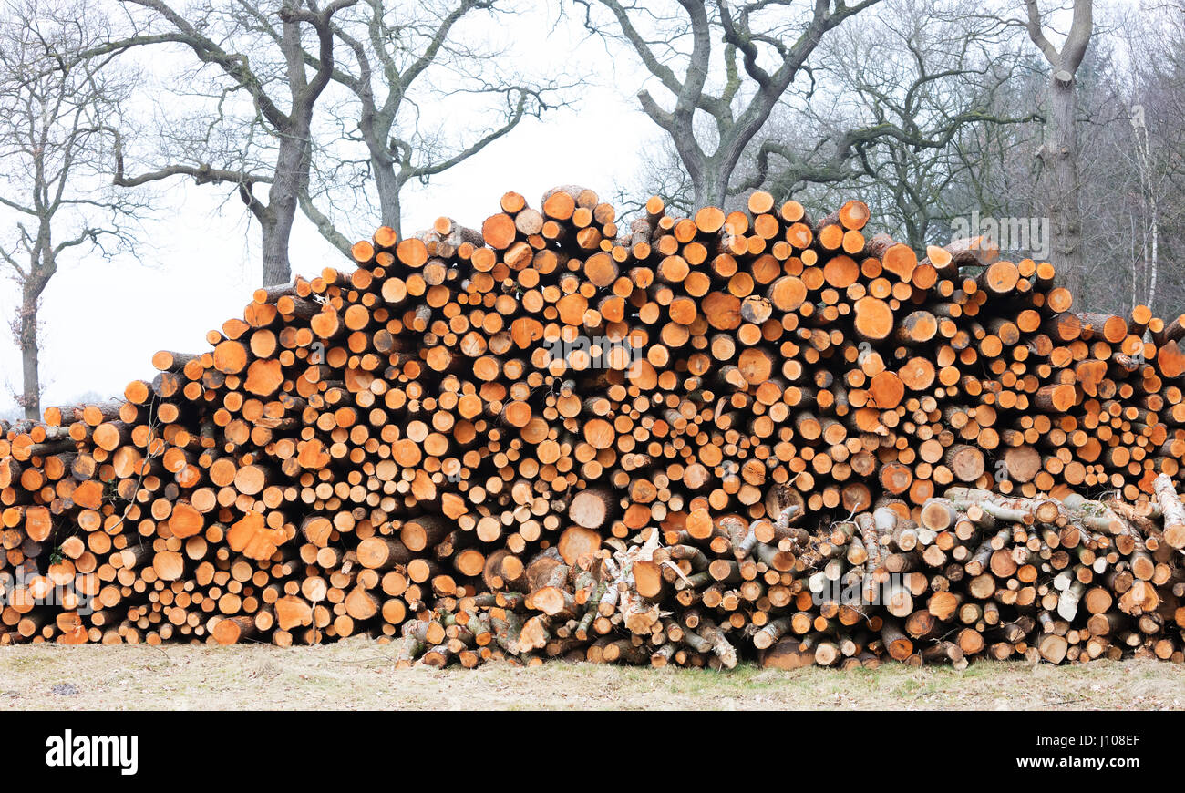 Forrest timber and the environment hi-res stock photography and images ...