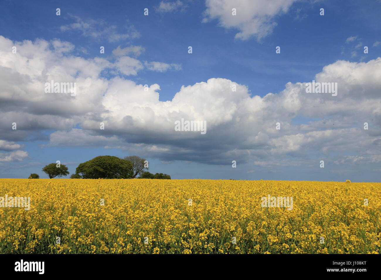 Oilseed rape crop under a blue sky with white clouds Stock Photo - Alamy