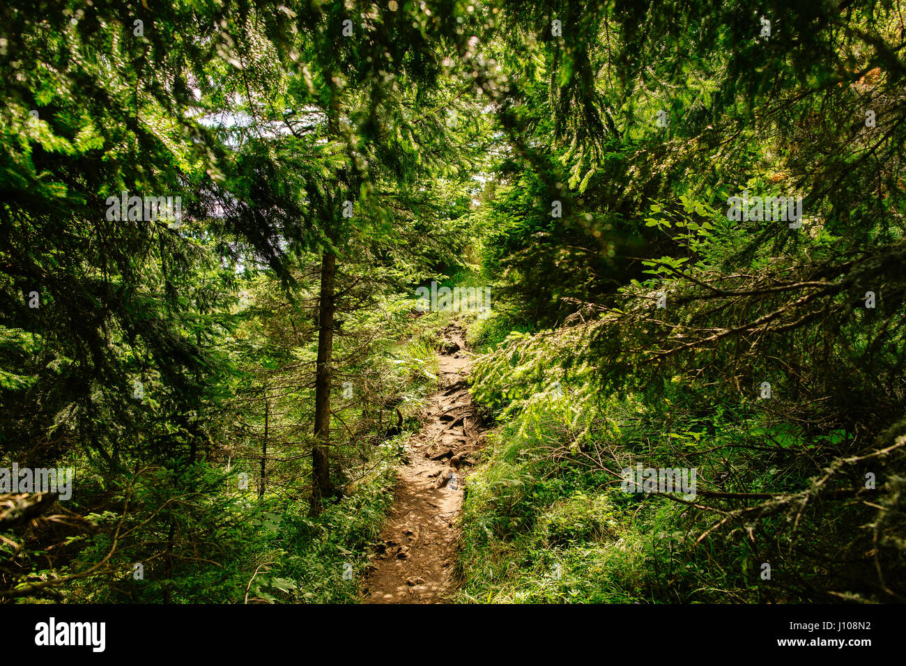 A Path in the Forest. Tiny path in pine forest Stock Photo - Alamy