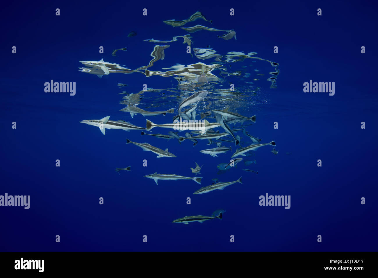 Remora fish eating hi-res stock photography and images - Alamy