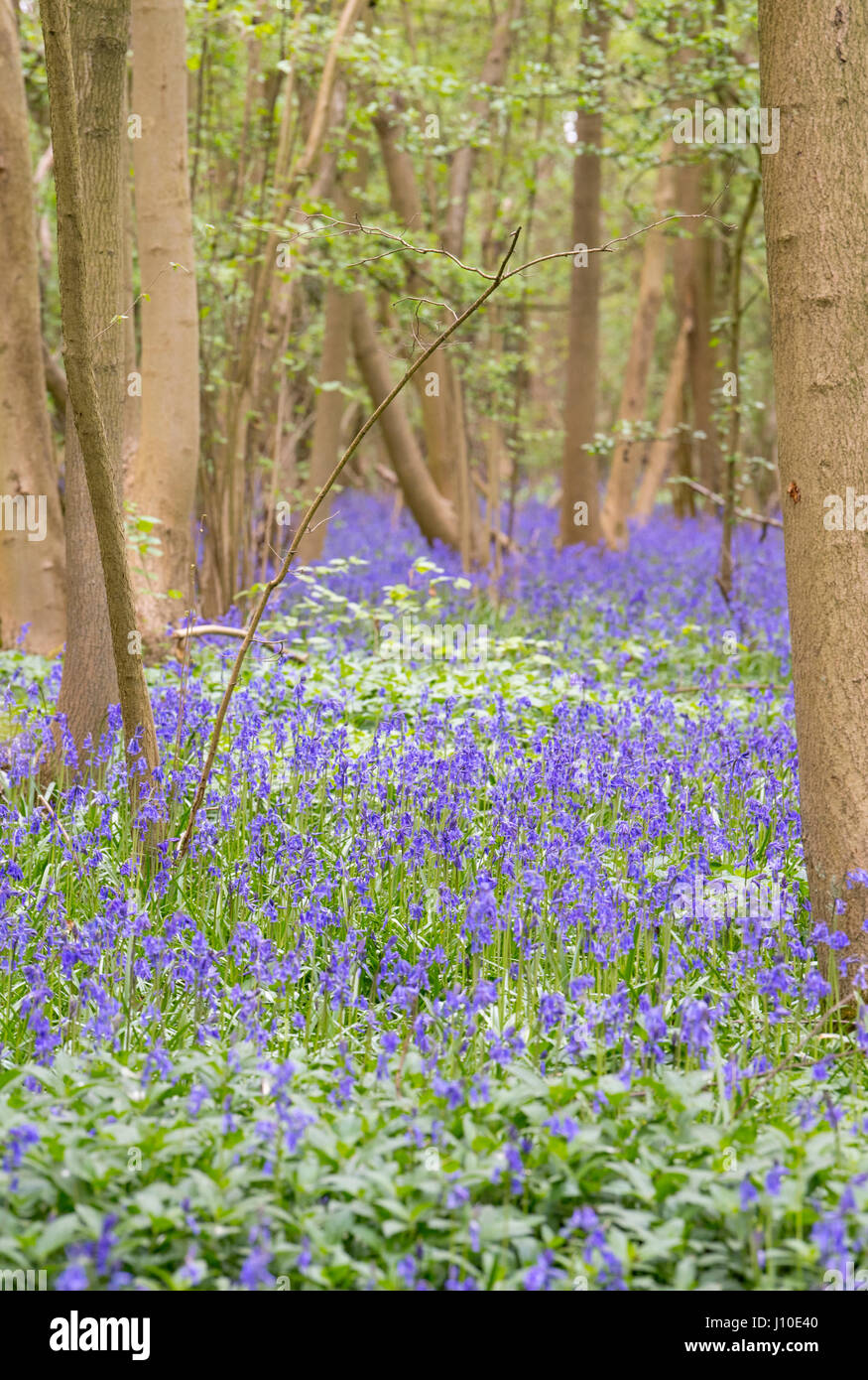 Bluebell woods kent hi-res stock photography and images - Alamy