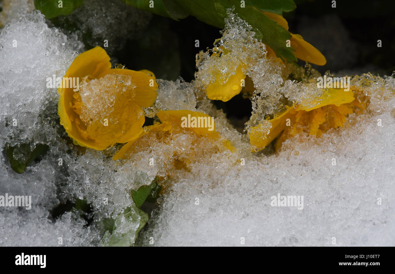 Black Forest, Germany. 17th Apr, 2017. Snow-covered buttercups lie on ...