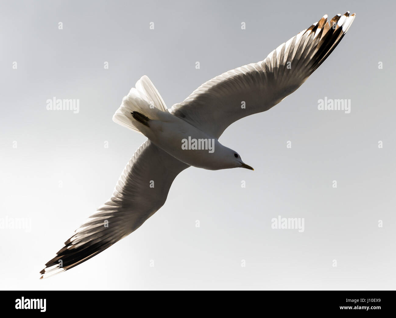 Hamburg, Germany. 16th Apr, 2017. A seagull flies over the Norderelbe ...