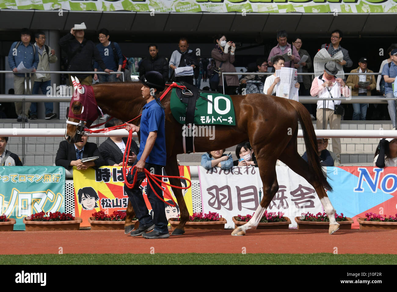 Hyogo, Japan. 15th Apr, 2017. Molto Bene Horse Racing : Molto Bene is ...