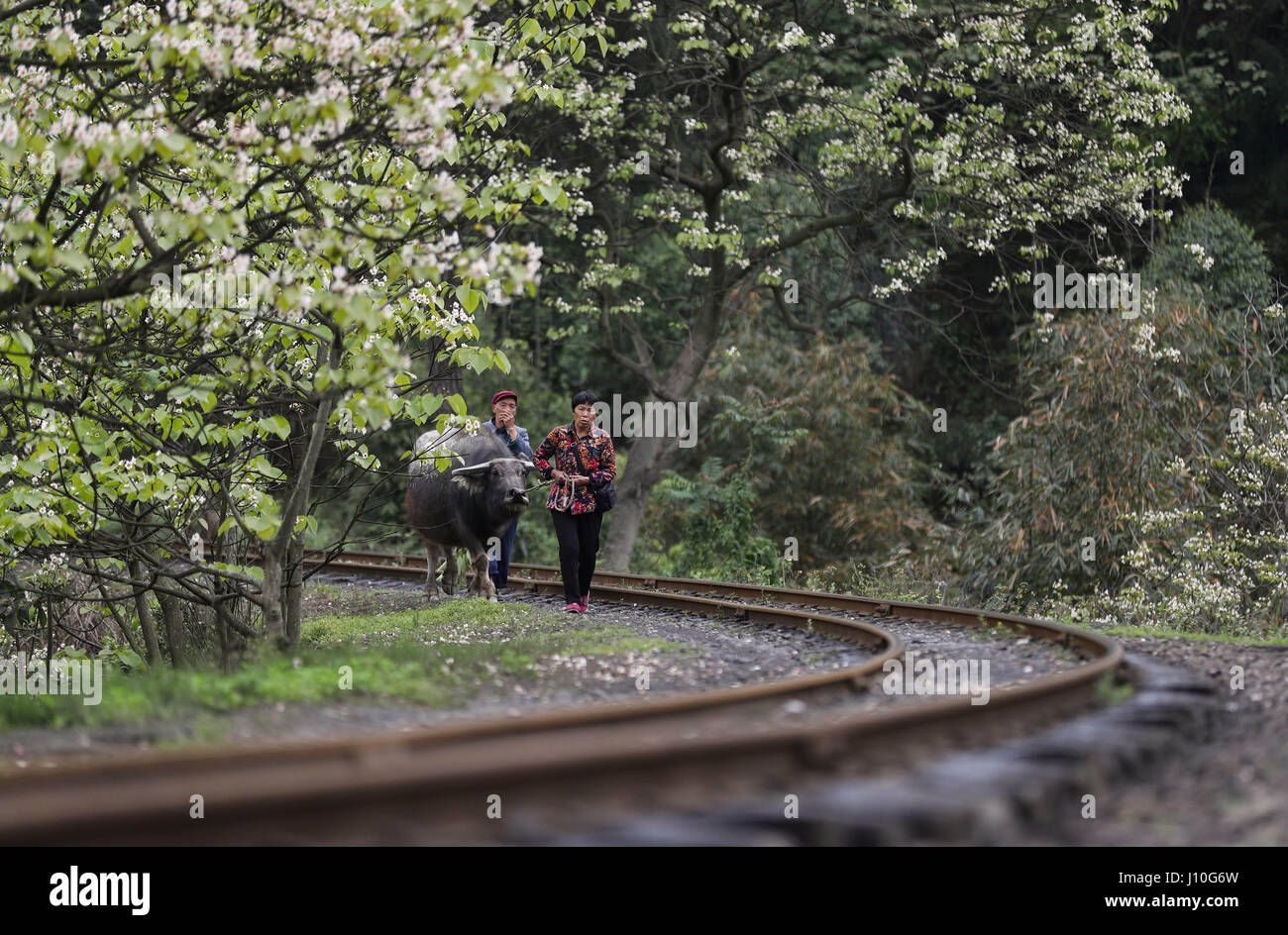 Qianwei, Sichuan, China. 17th Apr, 2017. Farmers hold a buffalo along ...