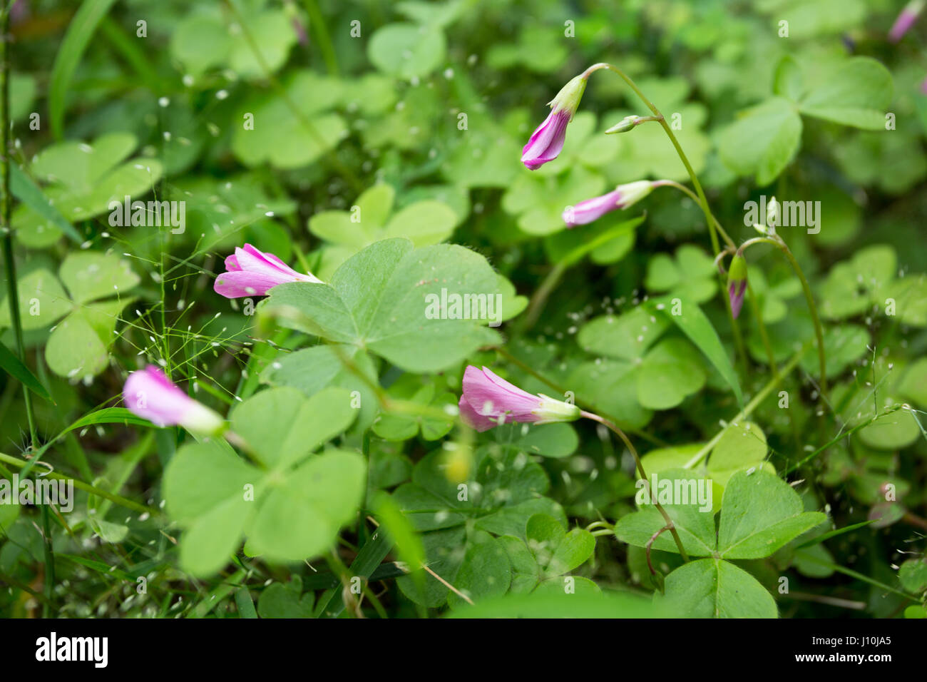 Pink wood sorrel (Oxalis articulata) flowers close up during cloudy day ...
