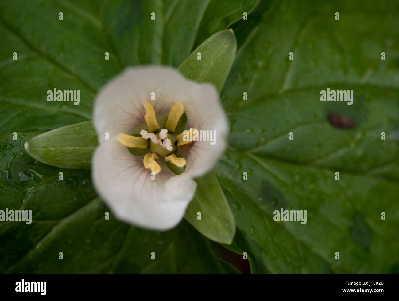 Elkton, Oregon, USA. 17th Apr, 2017. A wild trillium grows on a damp ...