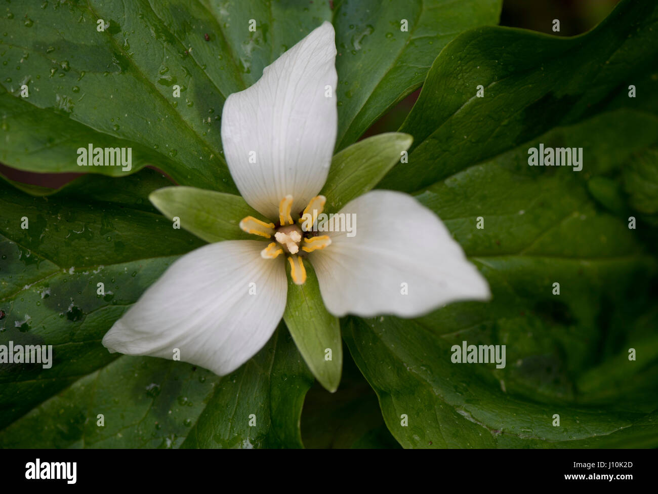 Elkton, Oregon, USA. 17th Apr, 2017. A wild trillium grows on a damp ...