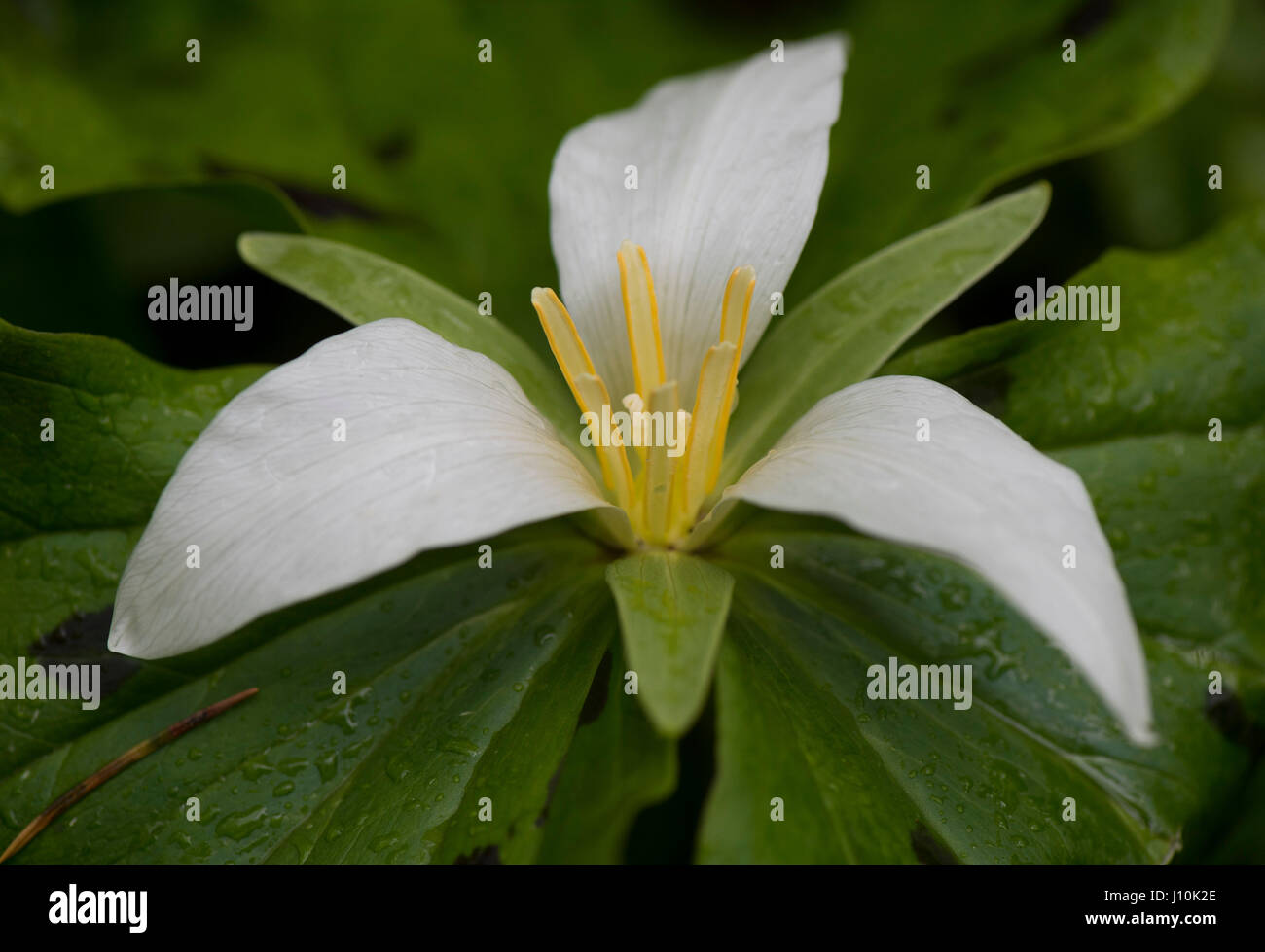 Elkton, Oregon, USA. 17th Apr, 2017. A wild trillium grows on a damp ...