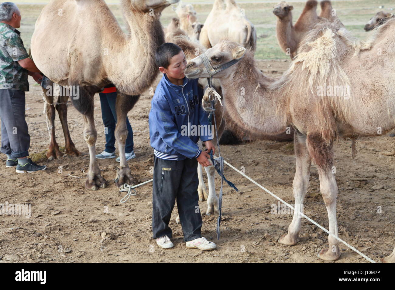 Camel keepers hi-res stock photography and images - Alamy