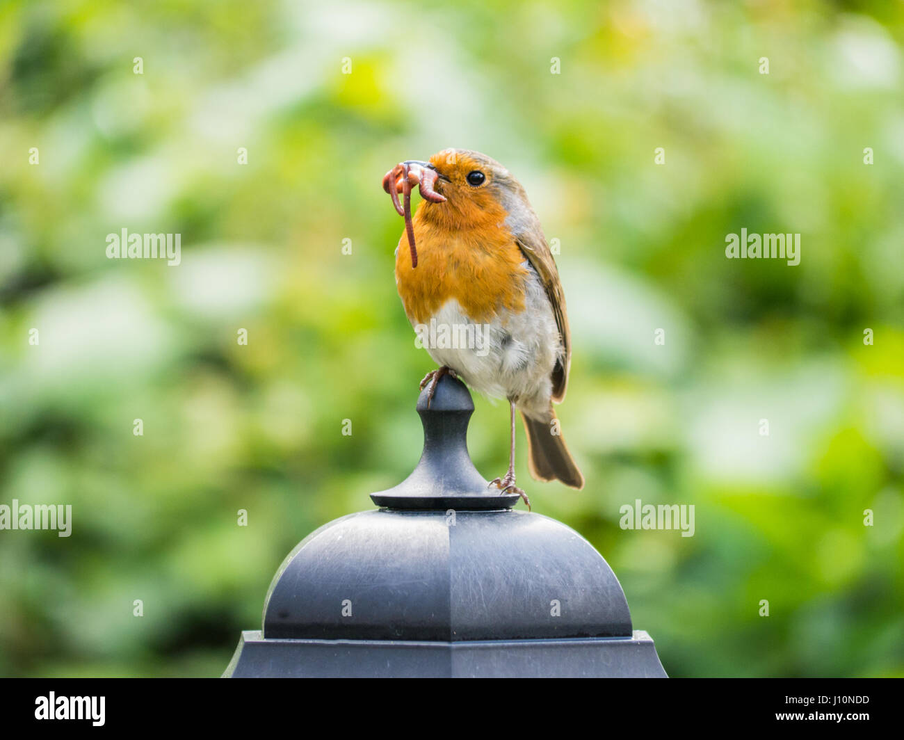 Whitstable, UK. 18th Apr, 2017. UK Weather. A robin with a worm in its ...