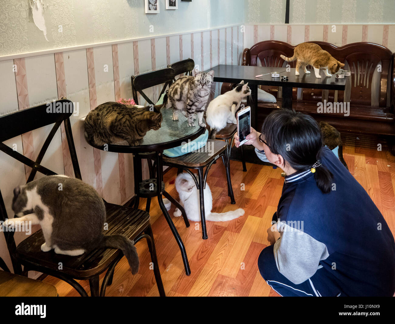 Shanghai, China. 18th Apr, 2017. Ms Xia's cat cafe. Ms Xia, the owner ...