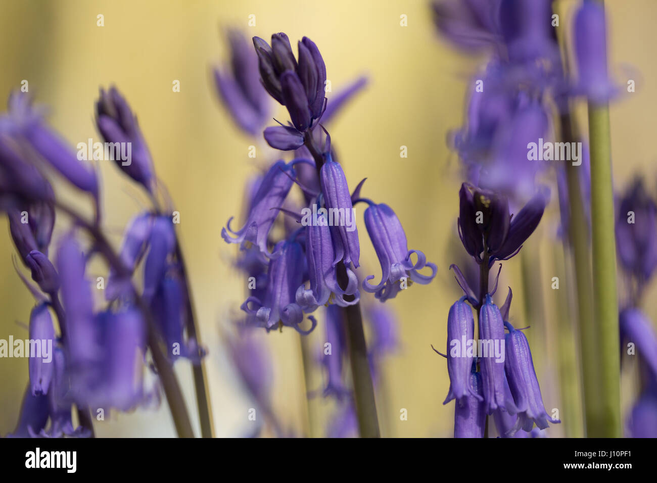 Hyacinthus non scripta hi-res stock photography and images - Alamy