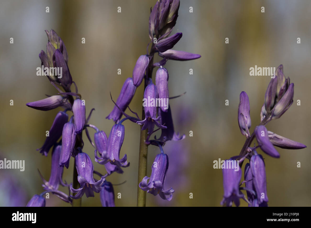 Badbury Wood, Faringdon, UK. 18th April, 2017. A carpet of English ...