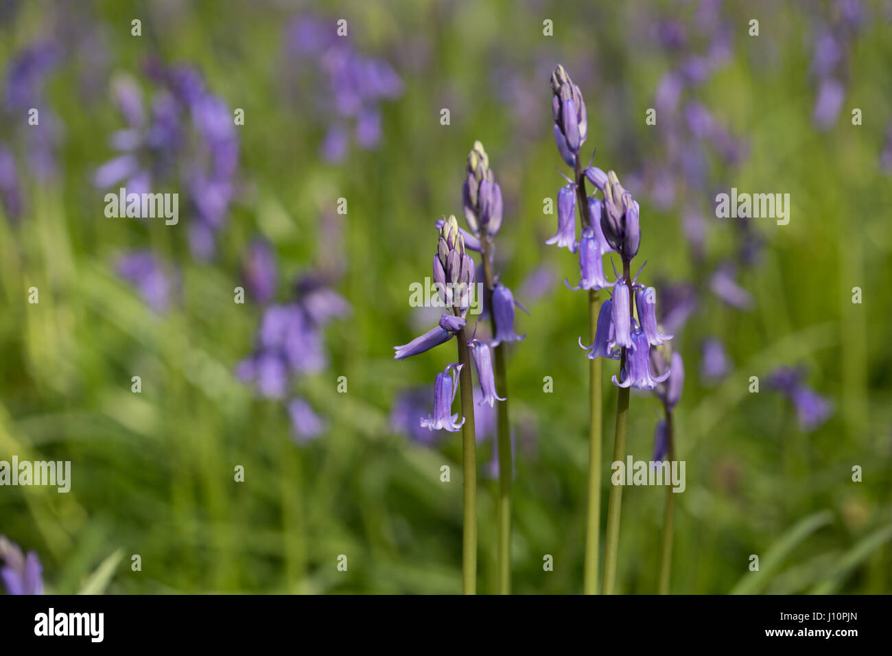 Hyacinthus non scripta hi-res stock photography and images - Alamy