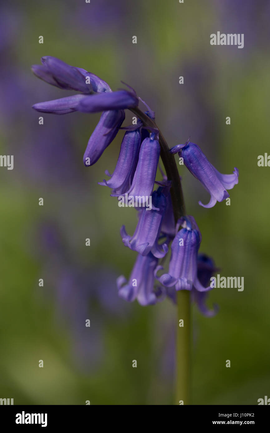 English bluebell species and spanish hi-res stock photography and ...