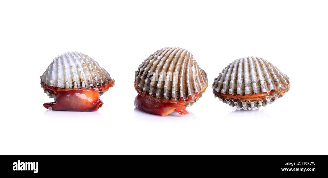 Fresh raw cockle on the white background Stock Photo - Alamy